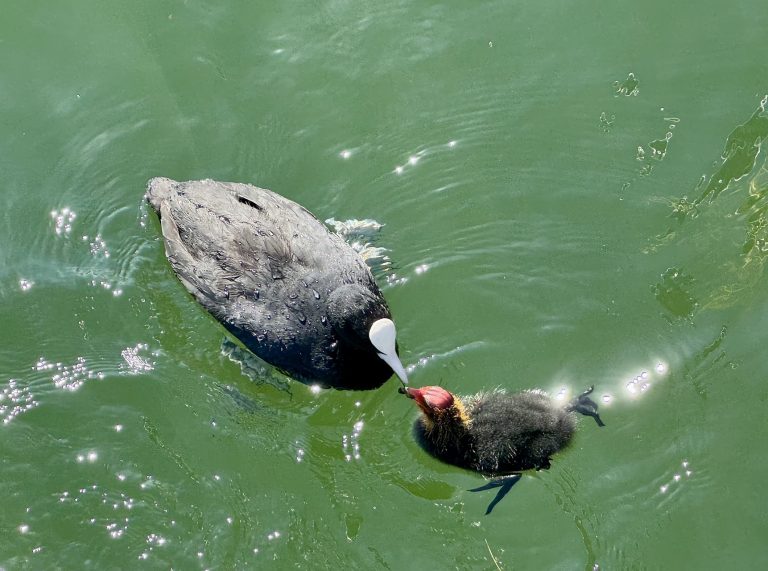 Hausboot-Erlebnis am Wangermeer - Autorin Brina Stein unterwegs - zu ...